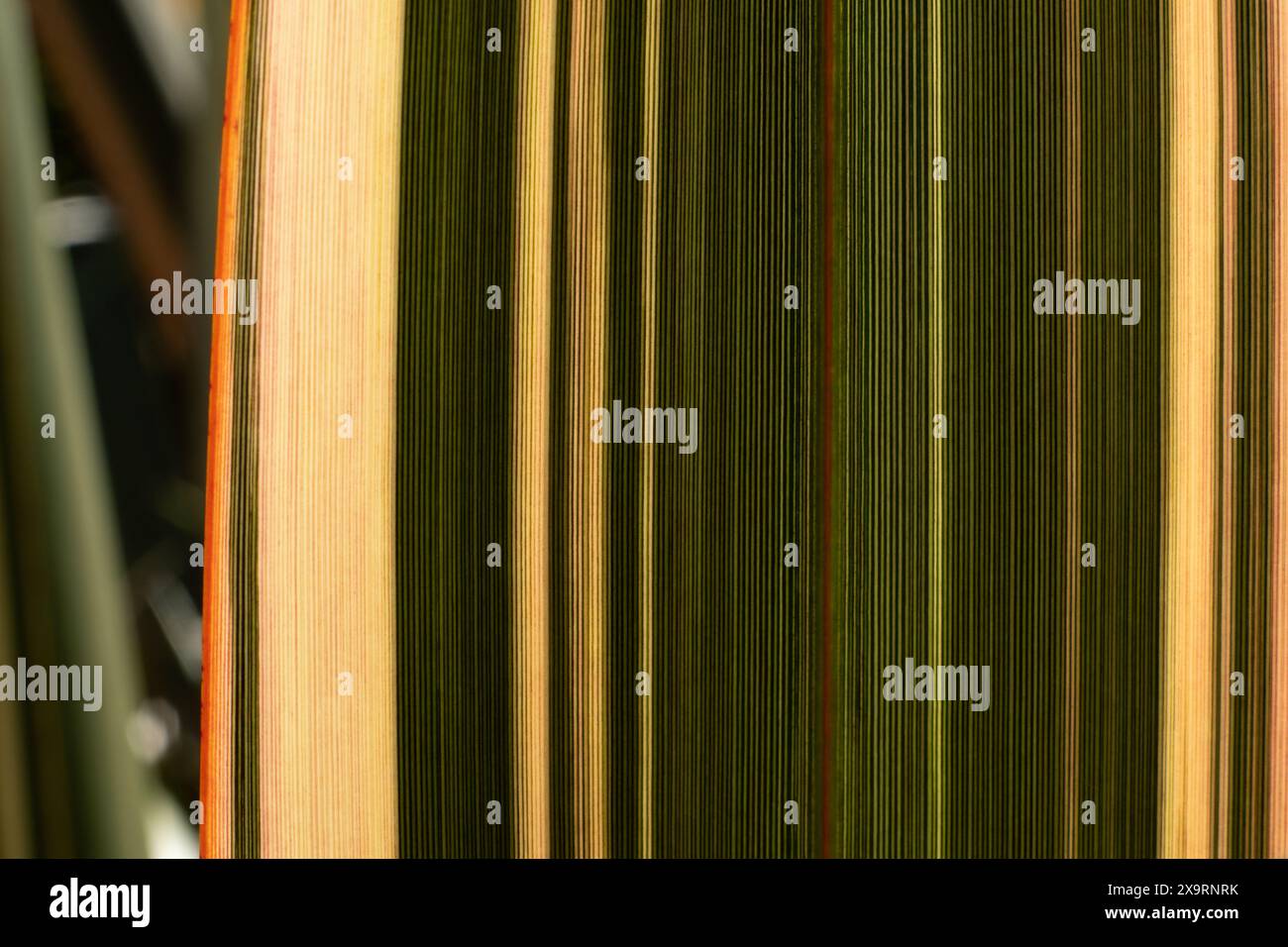 Yellow and green striped pattern New Zealand flax leaf, or harakeke ...
