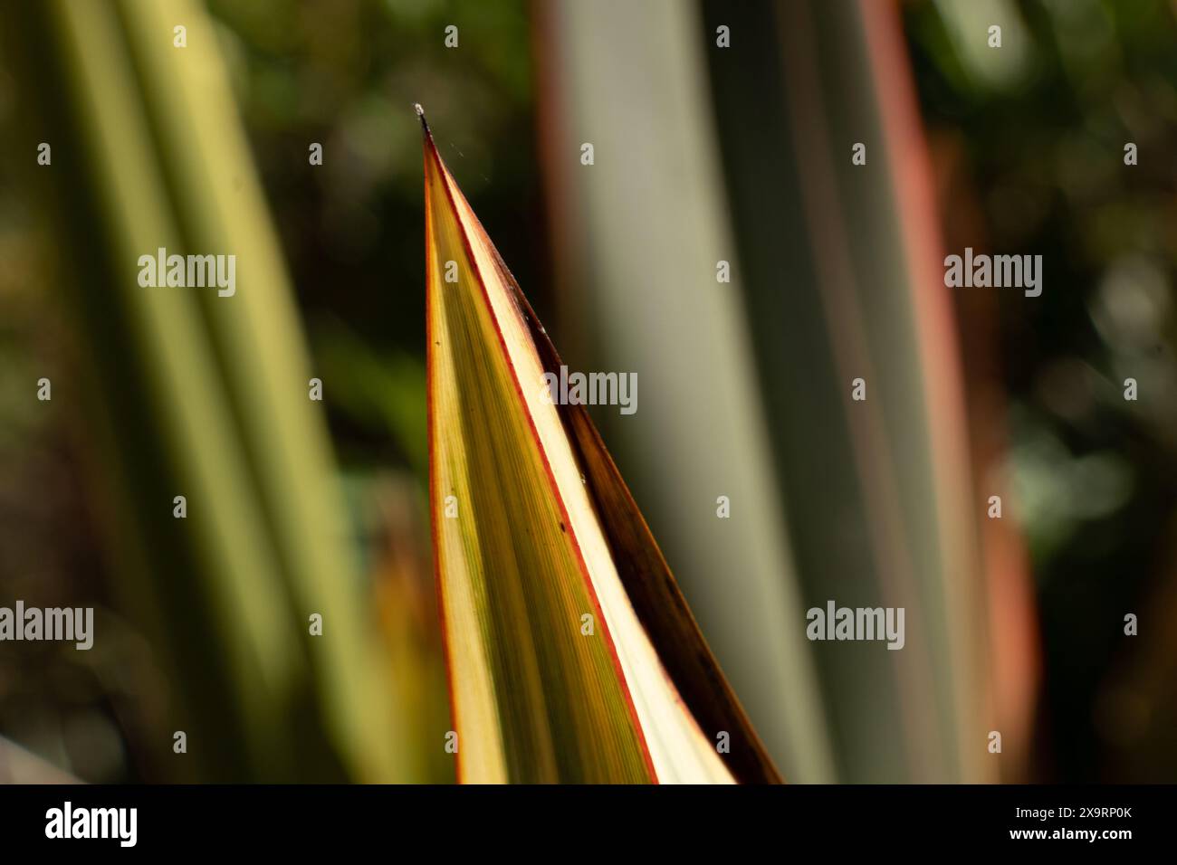 New Zealand flax bush, known in the indigenous Māori language as ...