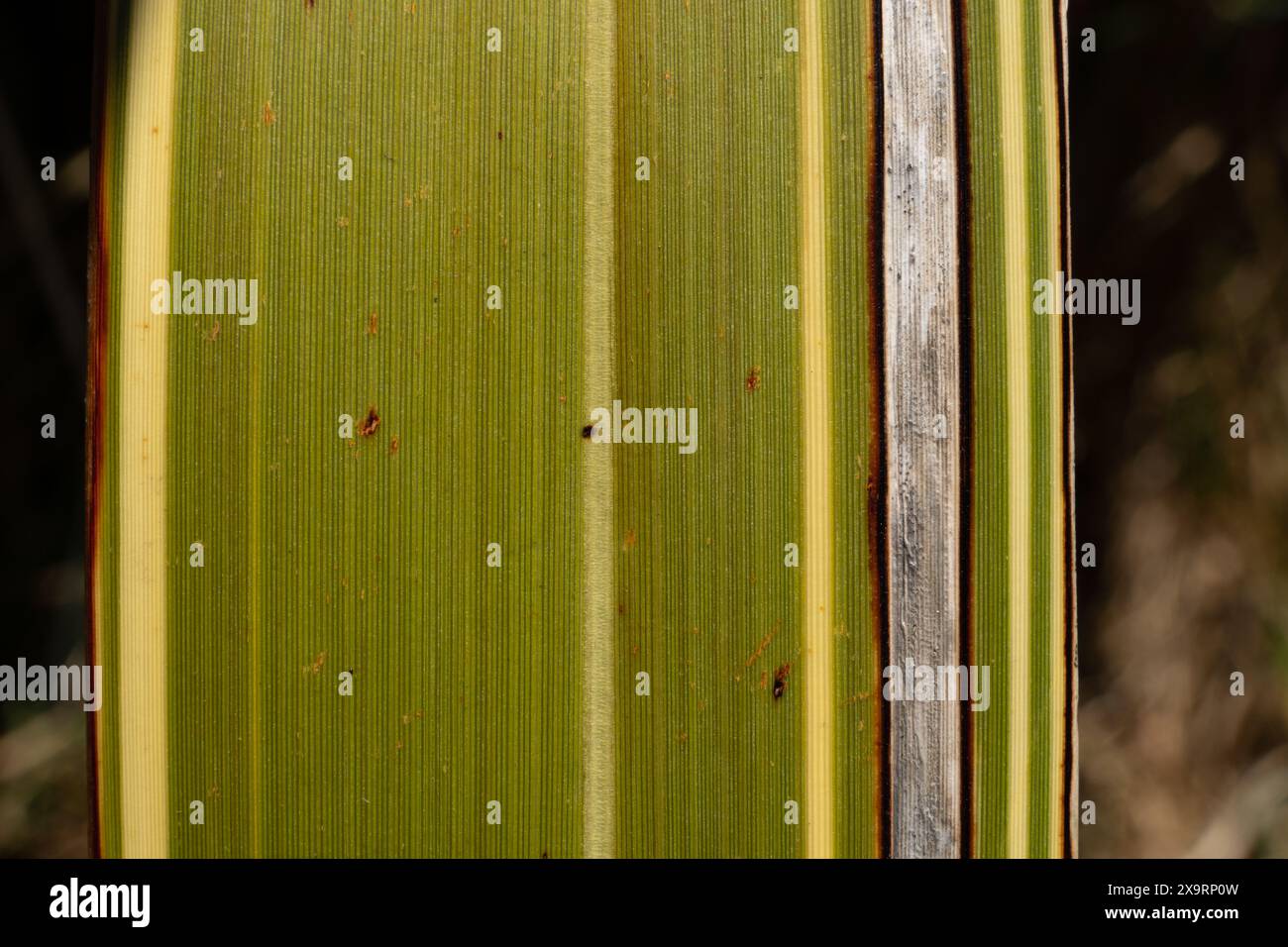 Harakeke hi-res stock photography and images - Alamy