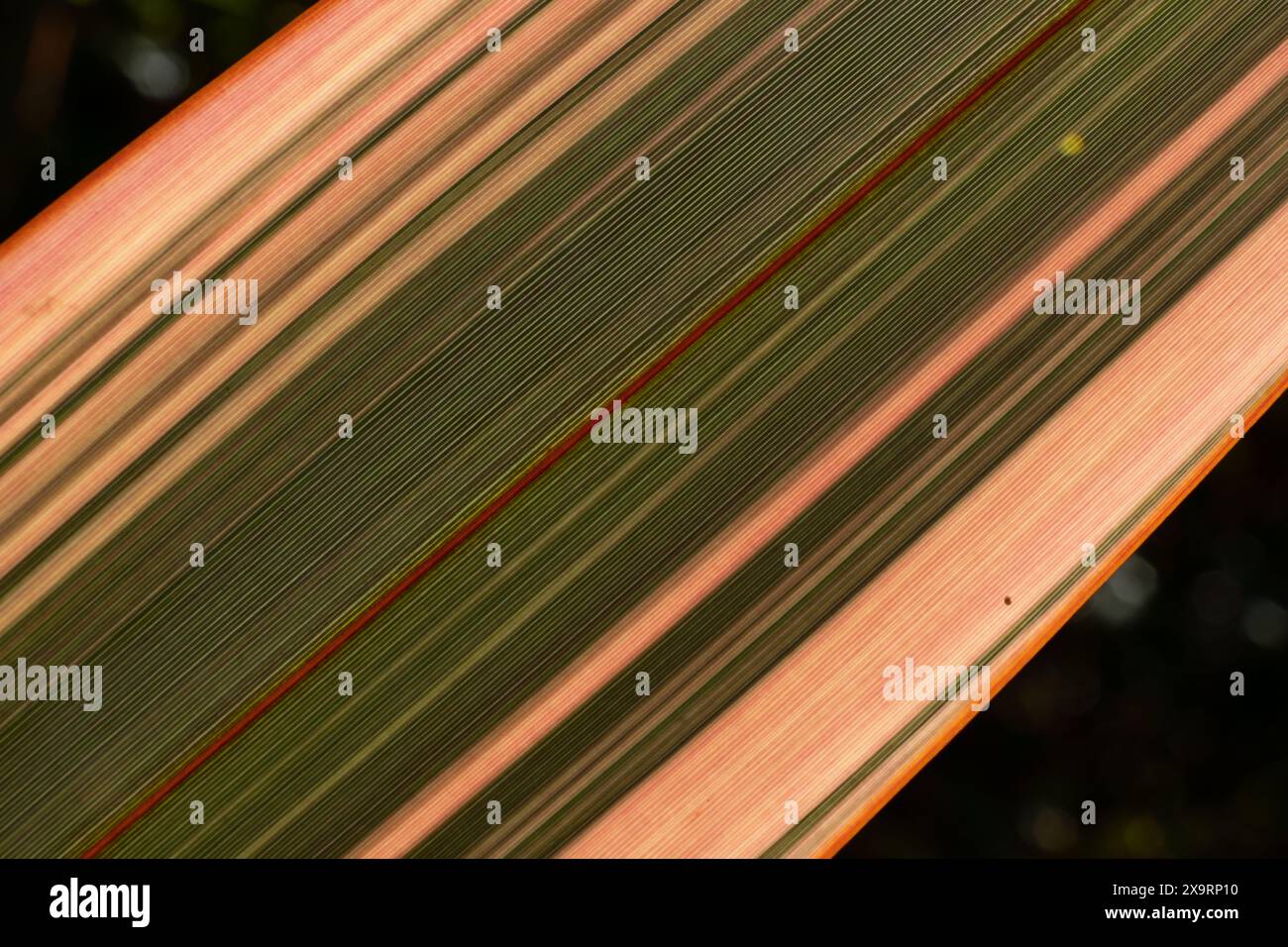 Harakeke hi-res stock photography and images - Alamy