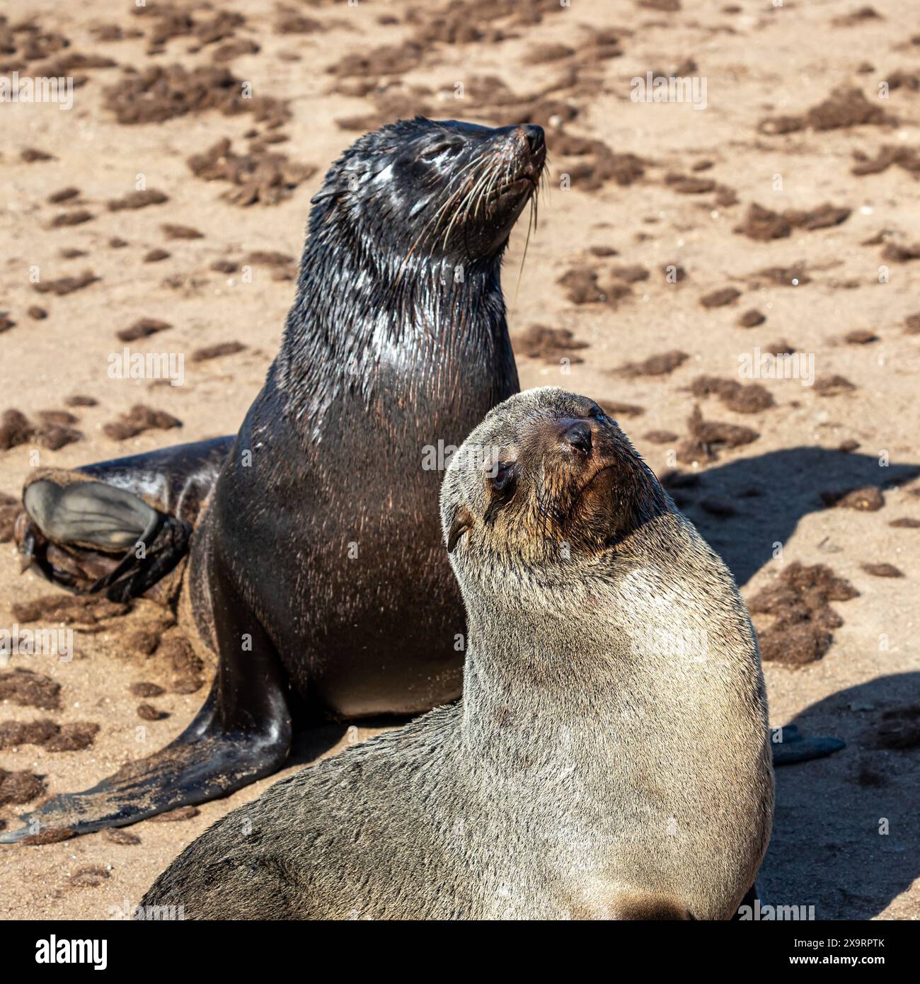 Namibia, Erongo Region, Cape Cross Seal Reserve, Cape (brown) fur Seal ...