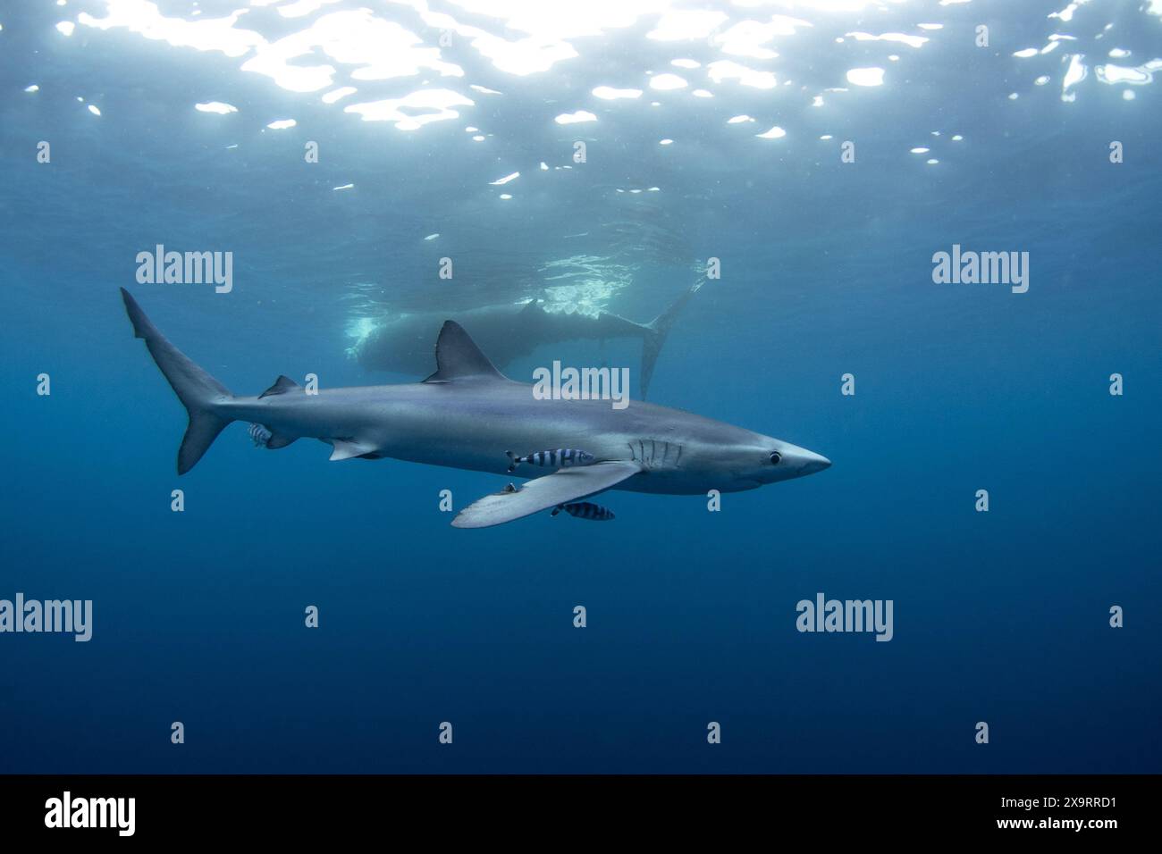 Pelagic blue sharks are looking for food on the open ocean. Blue shark near the carcass of the ...