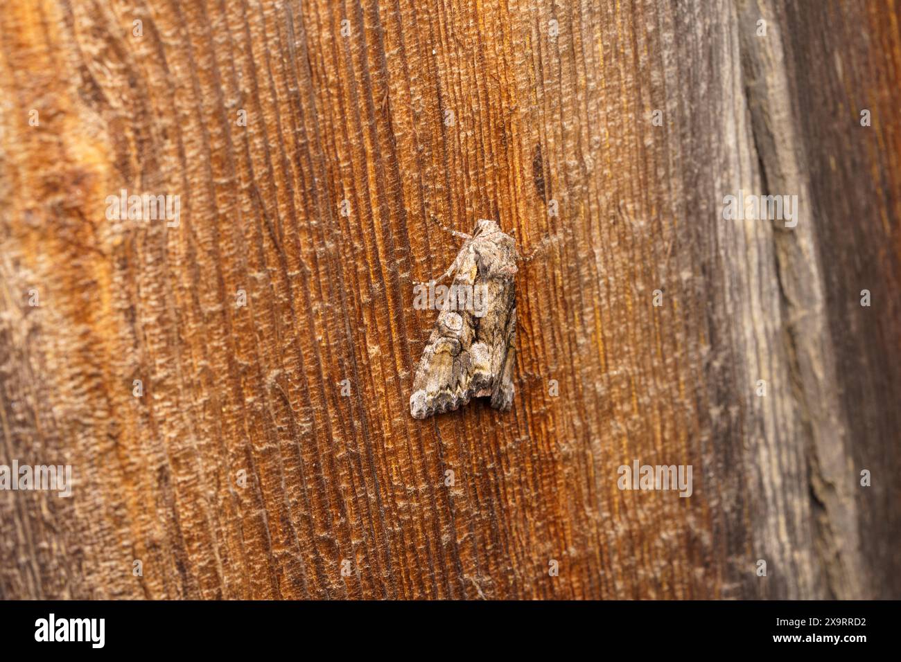 Lacanobia contigua Family Noctuidae Genus Lacanobia Beautiful brocade ...