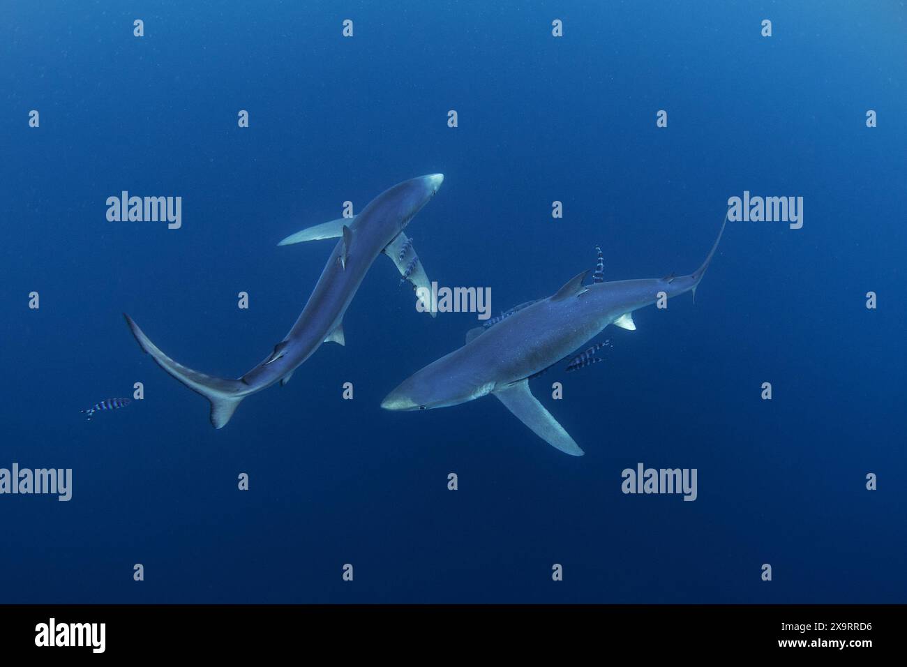 Pelagic blue sharks are looking for food on the open ocean. Blue shark ...