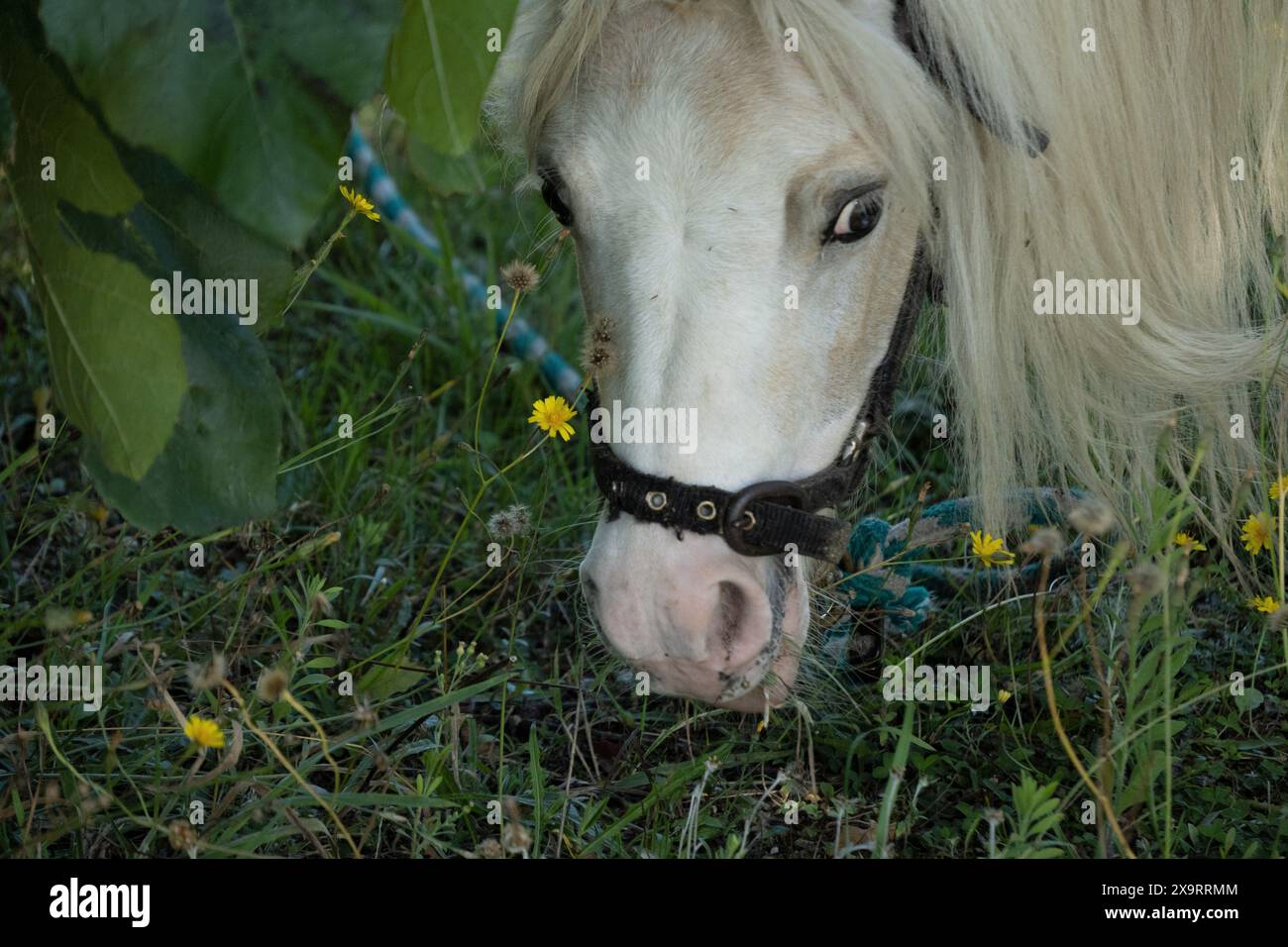 White miniature pony close up on face Stock Photo - Alamy