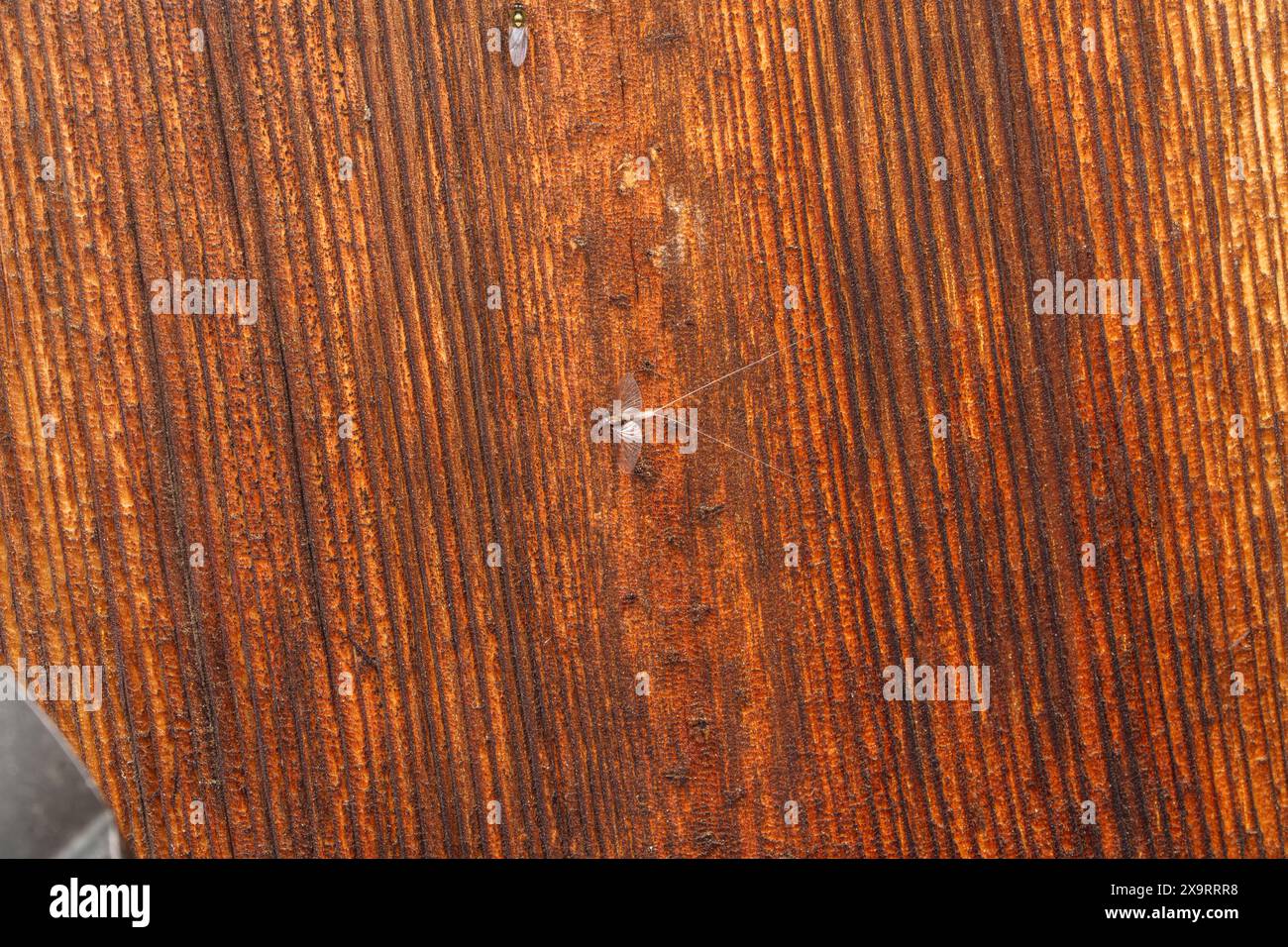 Family Baetidae Small Mayfly wild nature insect photography, picture ...