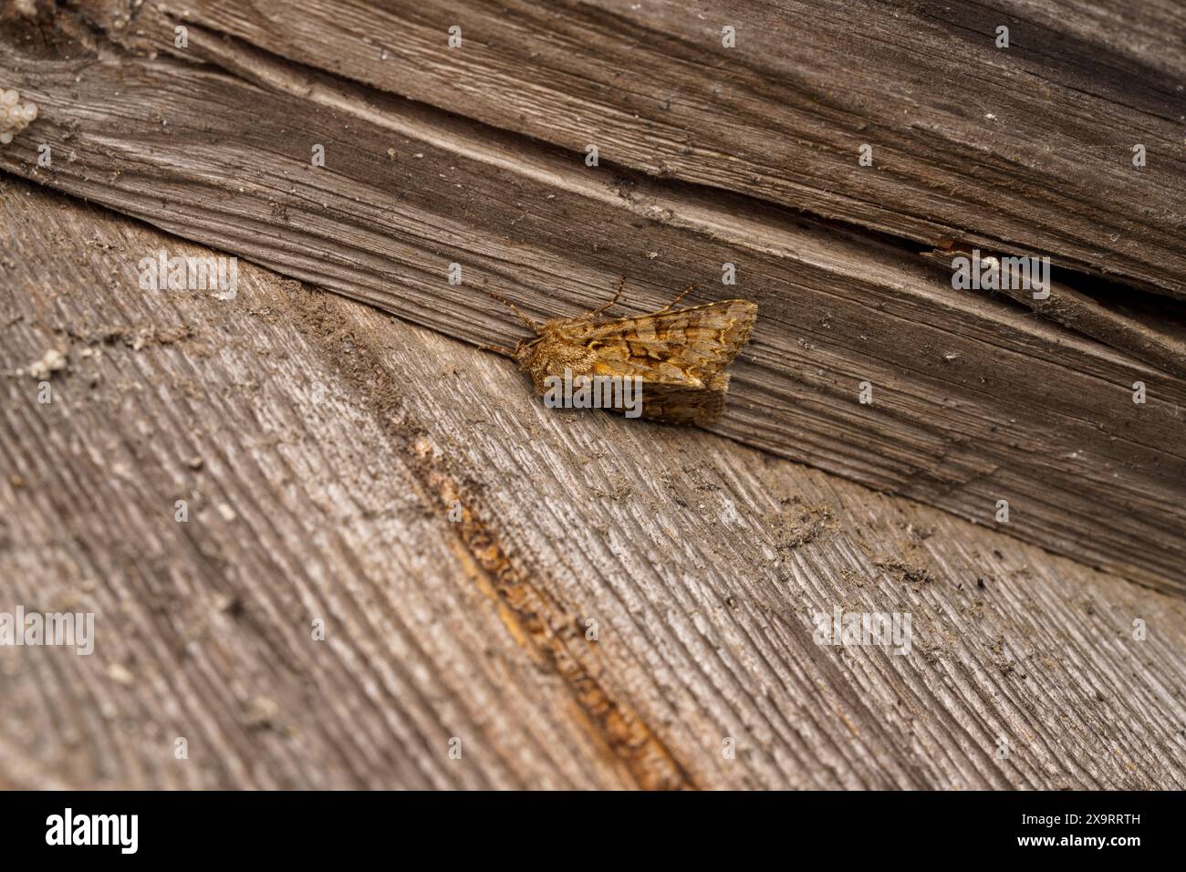 Hada plebeja Family Noctuidae Genus Hada Shears moth wild nature insect ...