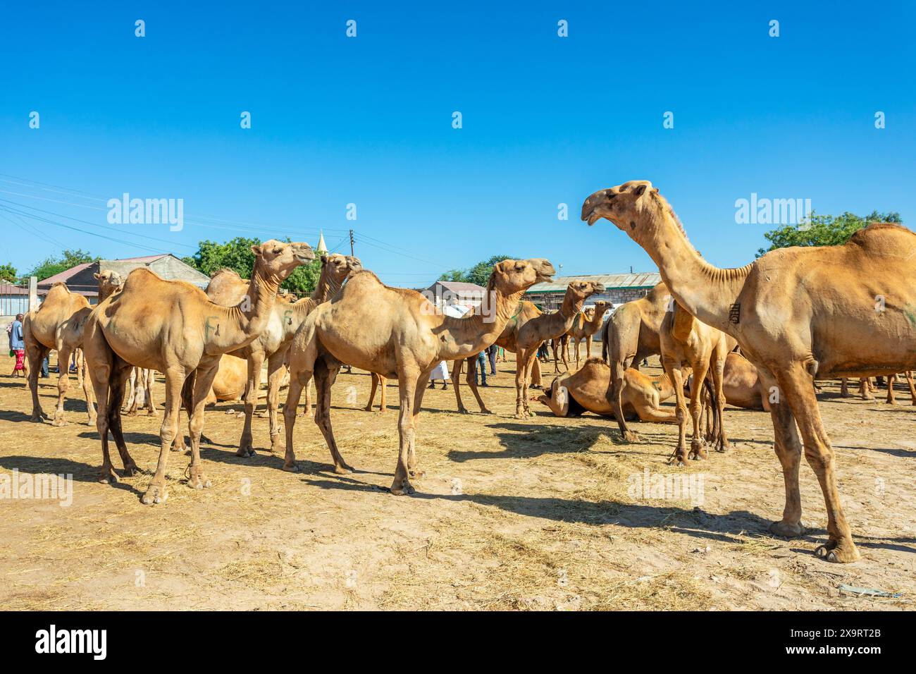 Lots of camels standing for a sale on Hargeisa livestock market ...