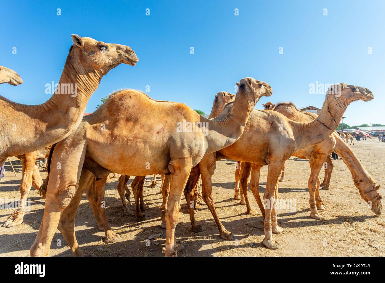 Somaliland hargeisa hi-res stock photography and images - Alamy