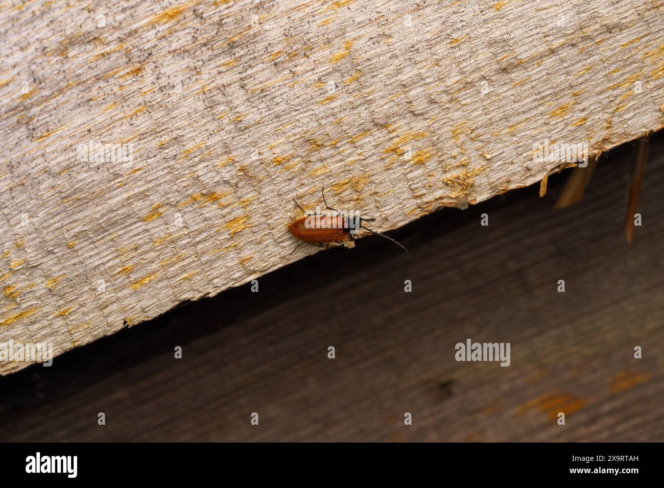 Pseudocistela ceramboides Family Tenebrionidae Genus Pseudocistela ...