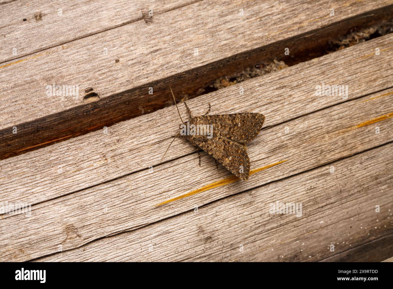 Sideridis turbida Family Noctuidae Genus Sideridis White Colon moth ...