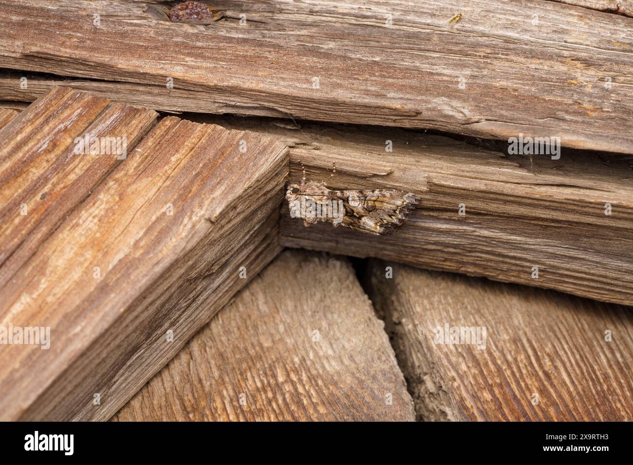 Lacanobia contigua Family Noctuidae Genus Lacanobia Beautiful brocade ...