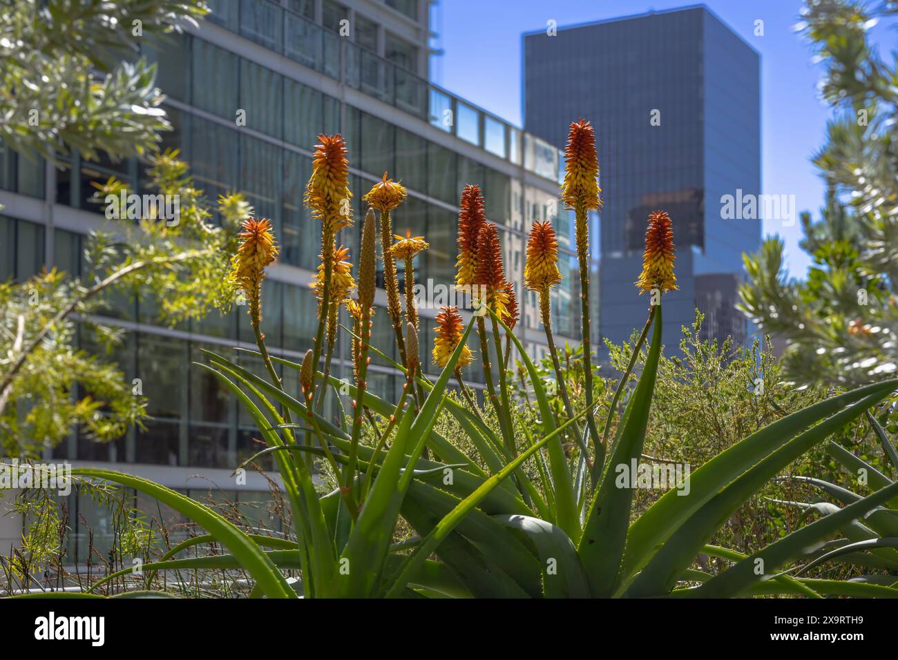 Urban Bloom.World gardens in the courtyard of a city building ...
