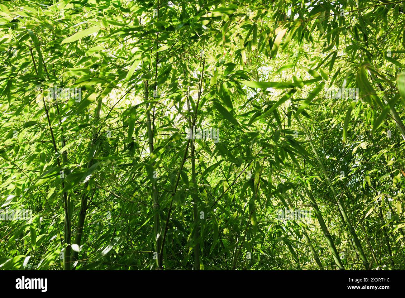 Lush Bamboo Foliage. The vibrant green bamboo leaves shimmered in the ...
