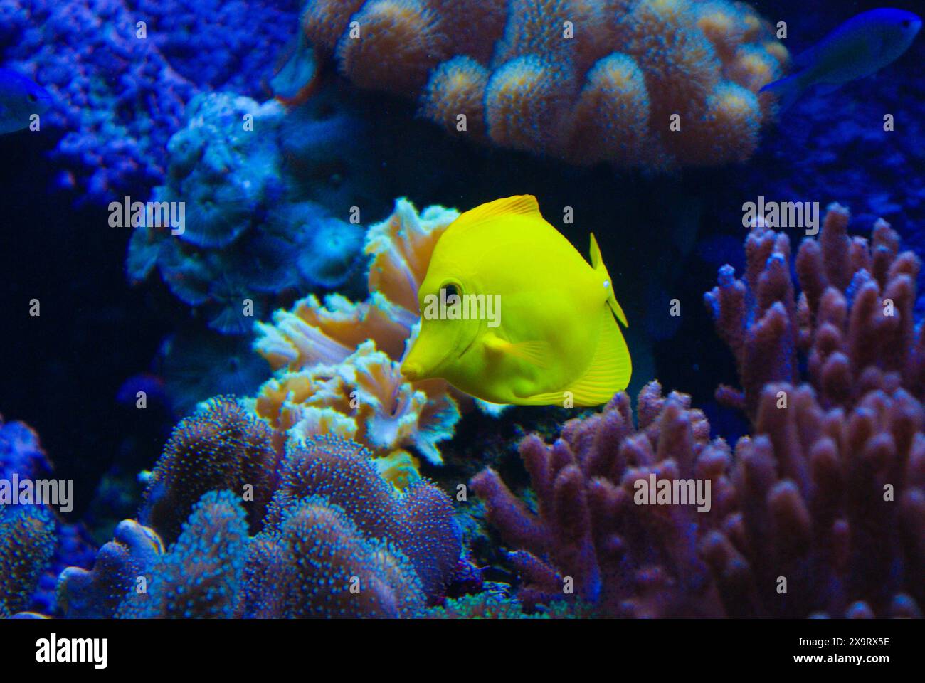 The yellow tang (Zebrasoma flavescens), salt water yellow aquarium fish ...