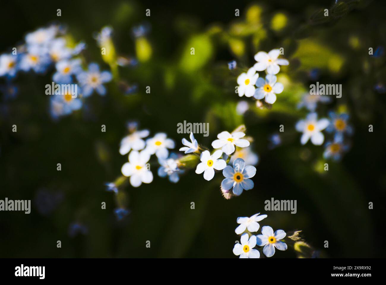 Blue forget-me-not flowers on a dark green background Stock Photo - Alamy