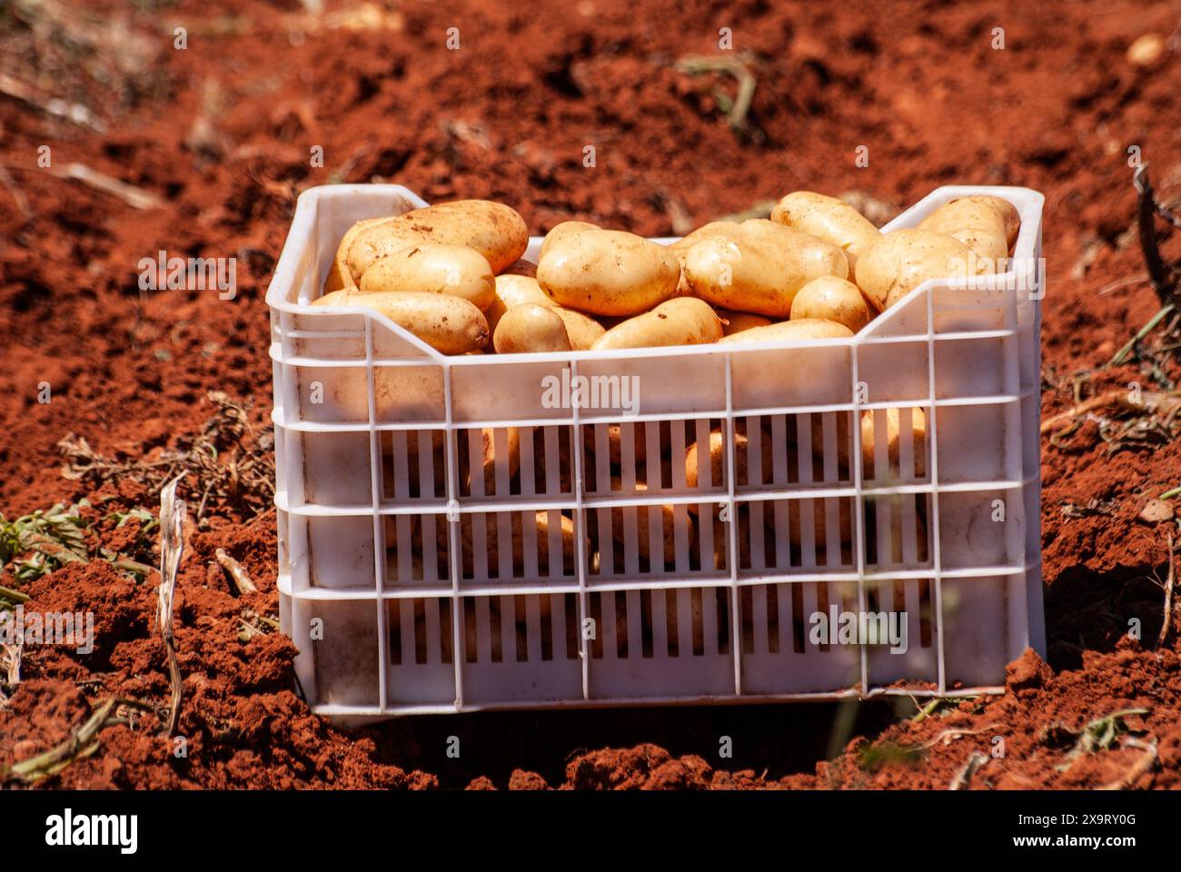 Boxes of young potatoes that have just been picked from the field ...
