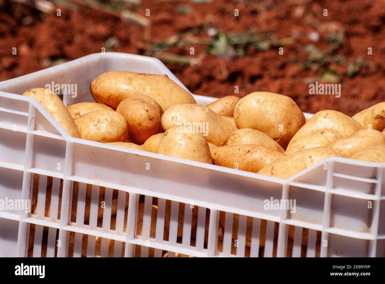 Boxes of young potatoes that have just been picked from the field ...