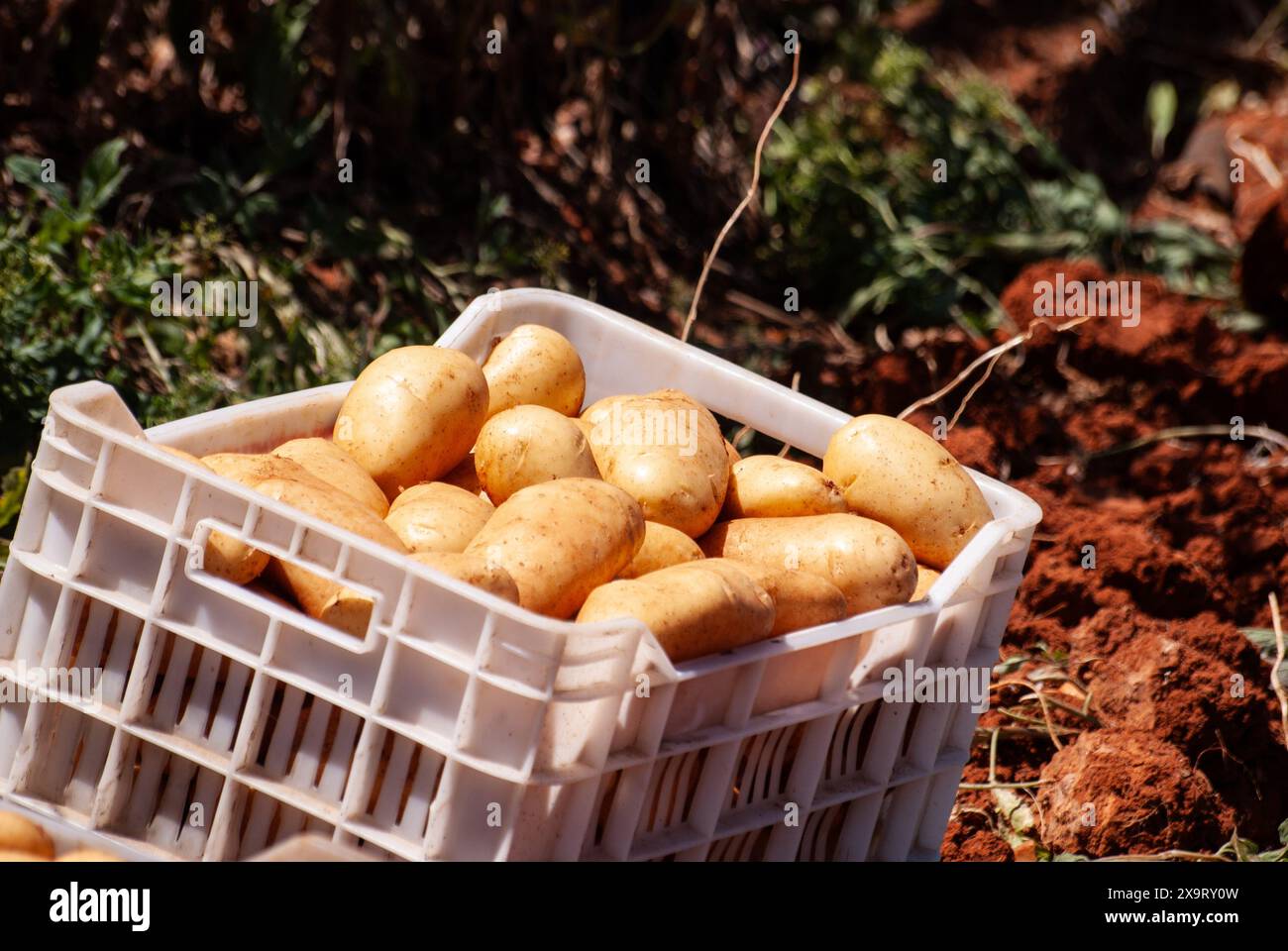Boxes of young potatoes that have just been picked from the field ...