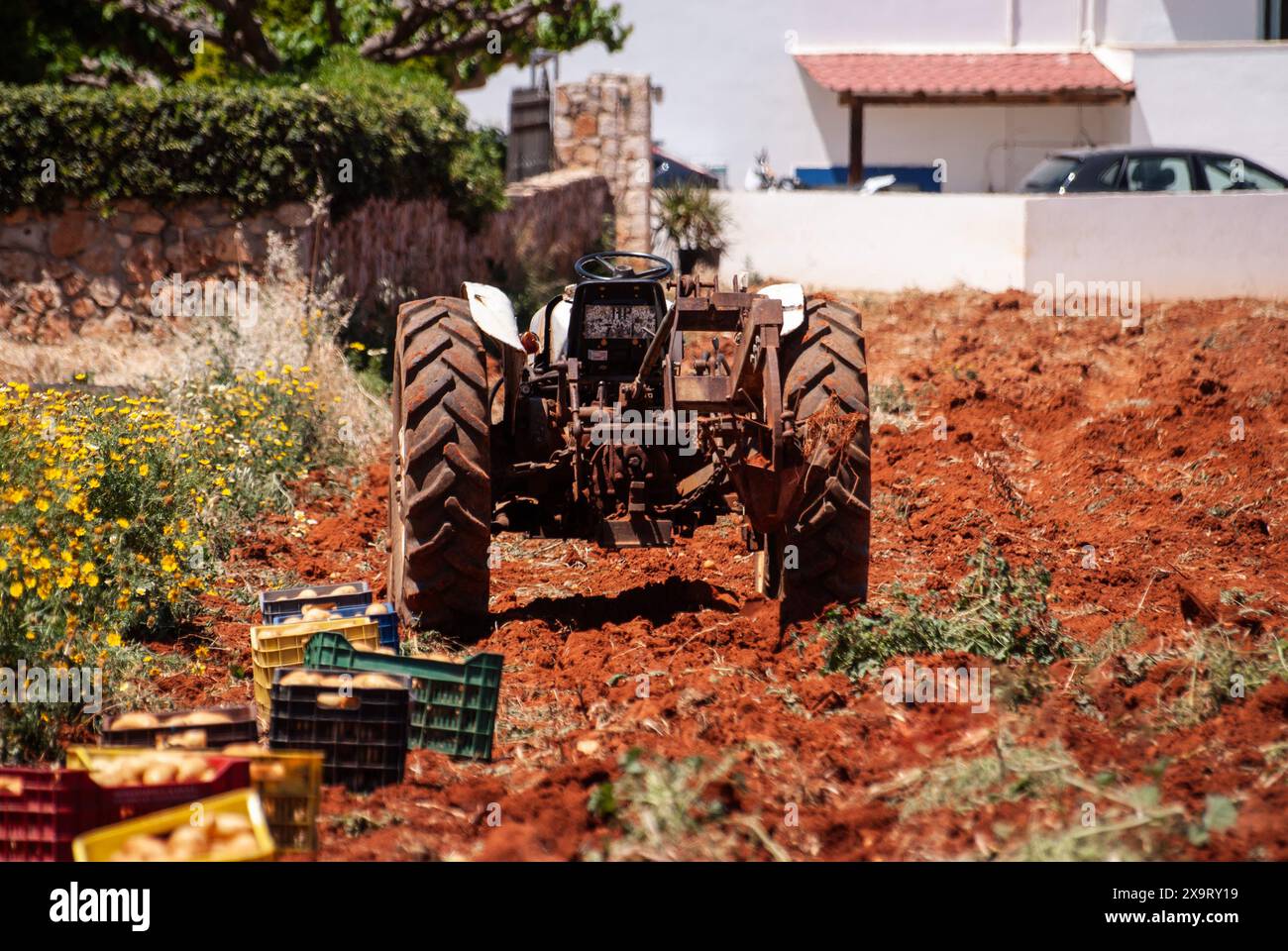 Small old tractor in a greenhouse on a farm to help with the ...
