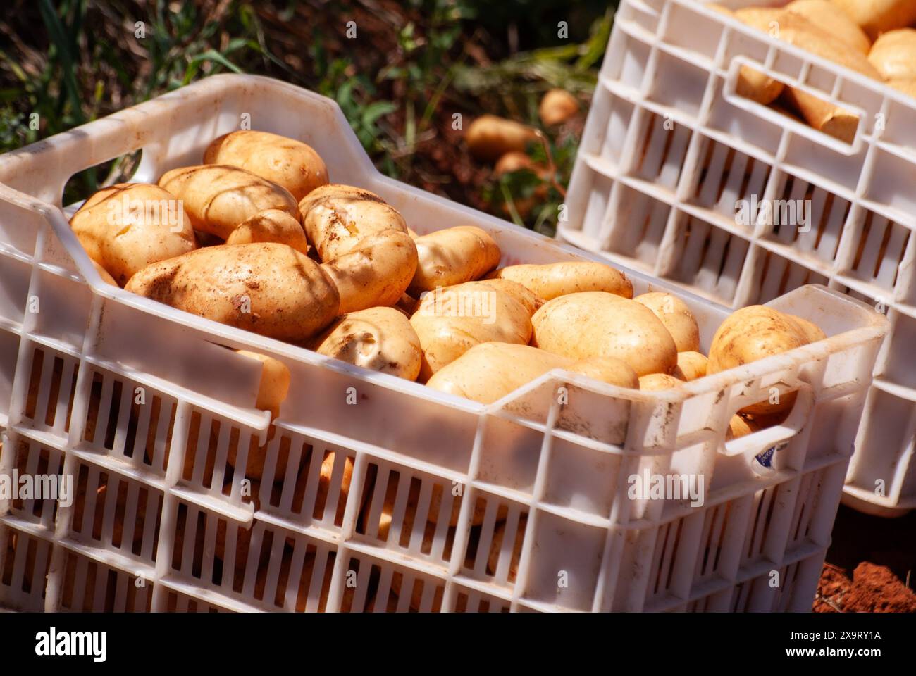 Boxes of young potatoes that have just been picked from the field ...