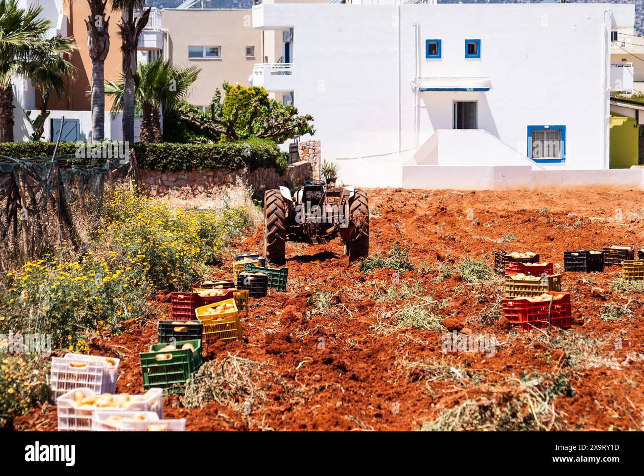 Small old tractor in a greenhouse on a farm to help with the ...