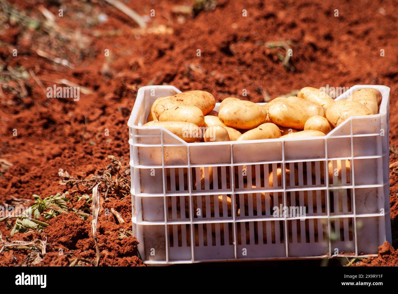 Boxes of young potatoes that have just been picked from the field ...