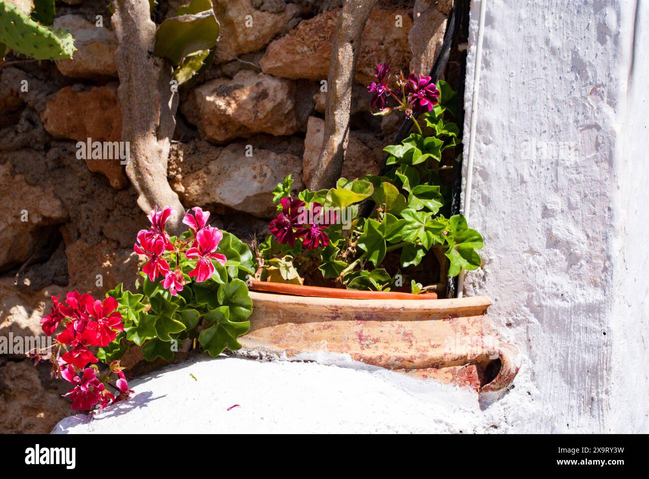Beautiful white greek flowers on hi-res stock photography and images ...
