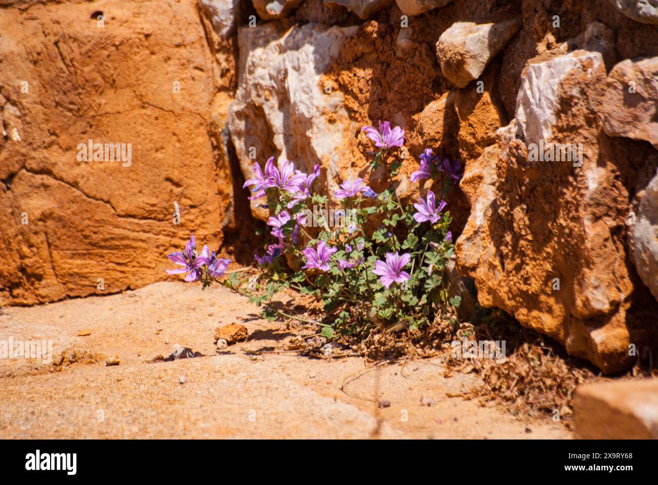 Small lilac flowers (Malva sylvestris) against a background of orange ...