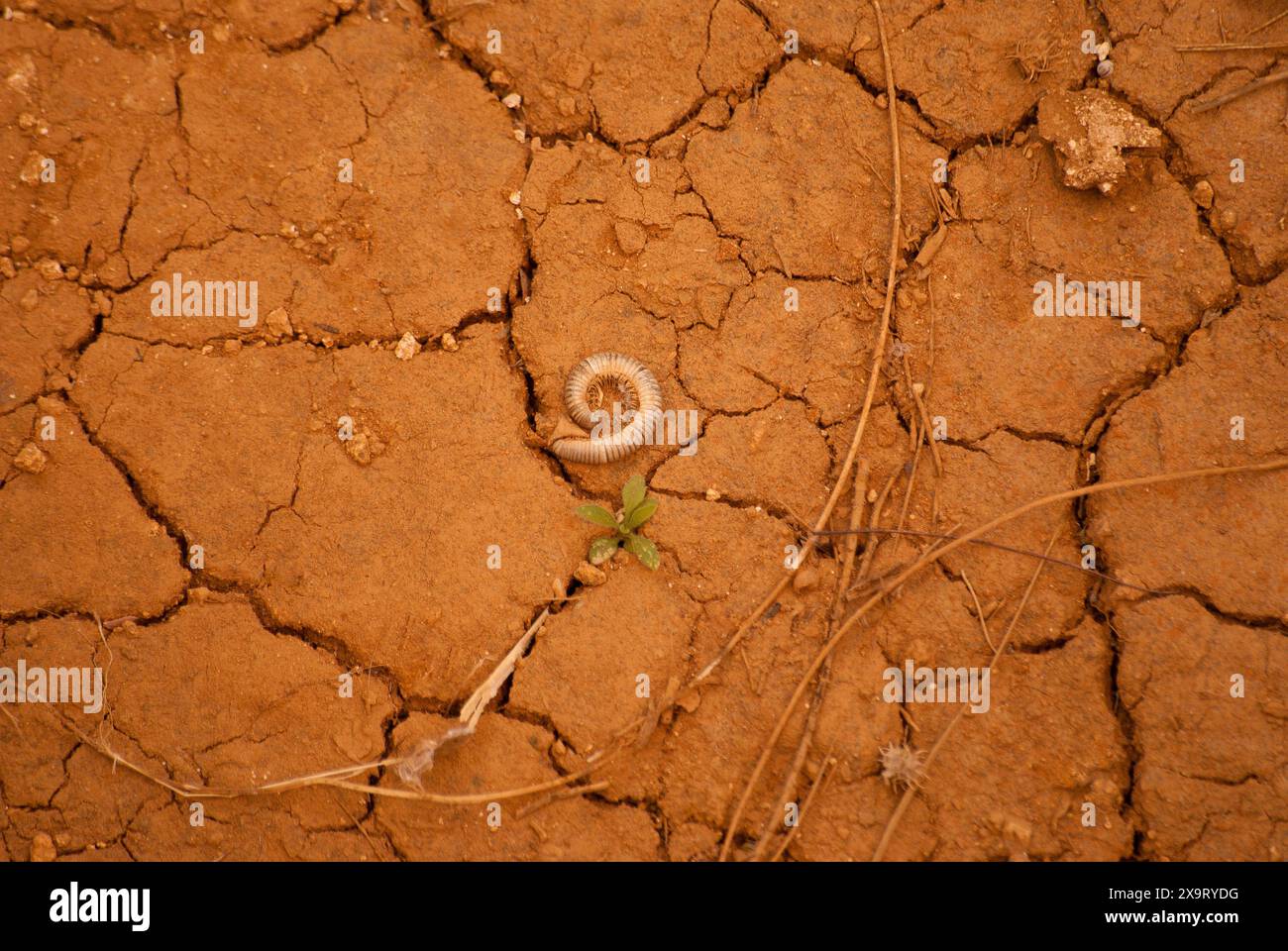Dry cylindrical centipede curled up on a brown dry clay floor Stock ...