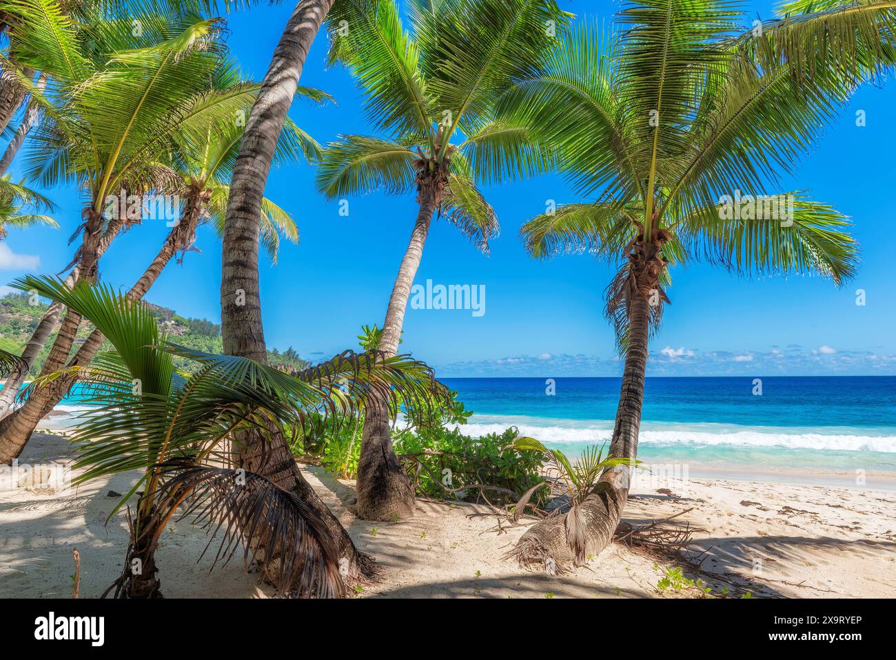 Beautiful tropical rainforest in hi-res stock photography and images ...