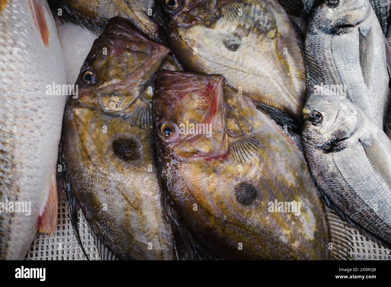 An assortment of Atlantic fish displayed on ice at a seafood market ...