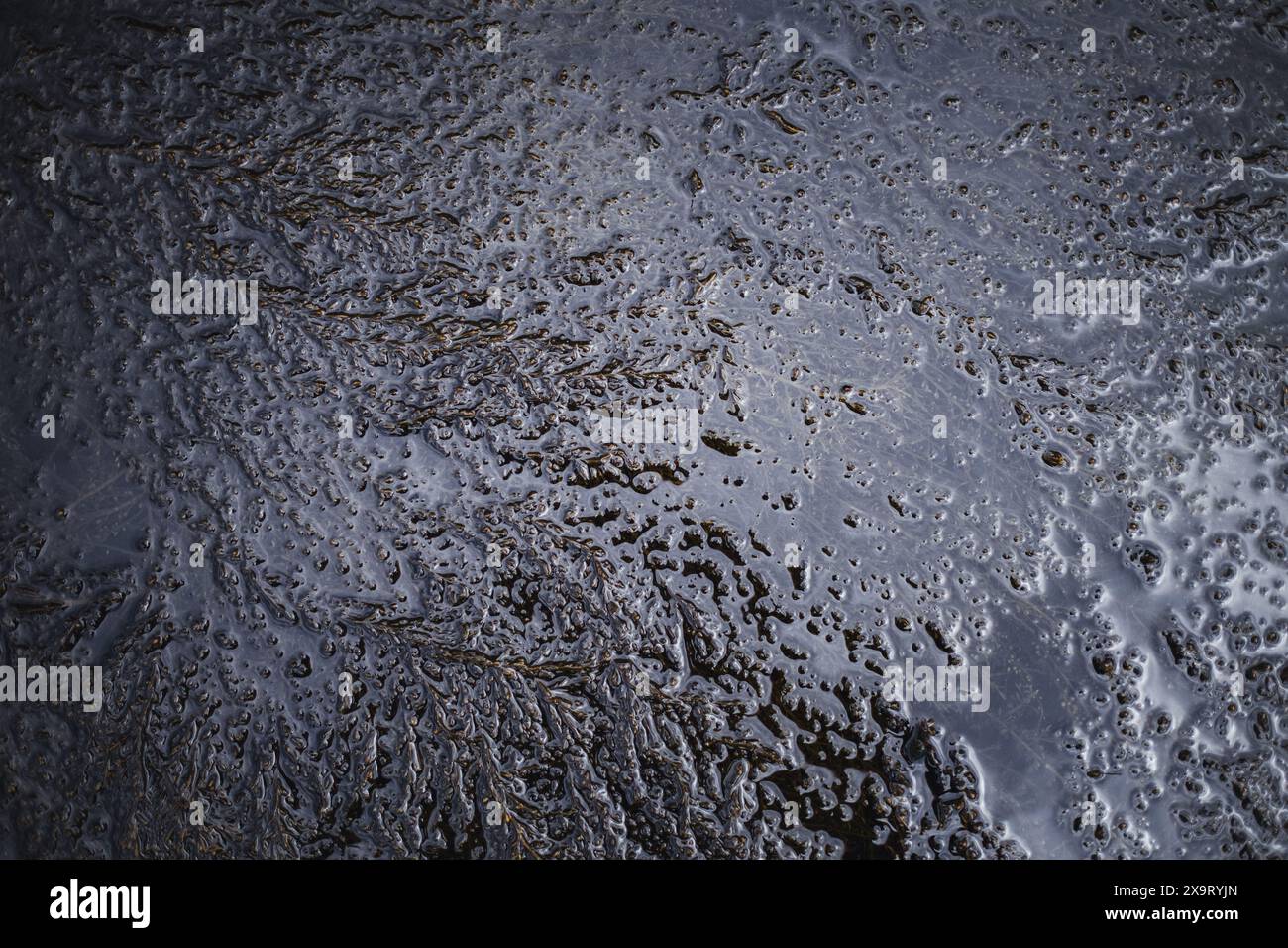 Natural formations and diverse seabed sediments with seaweed floating ...