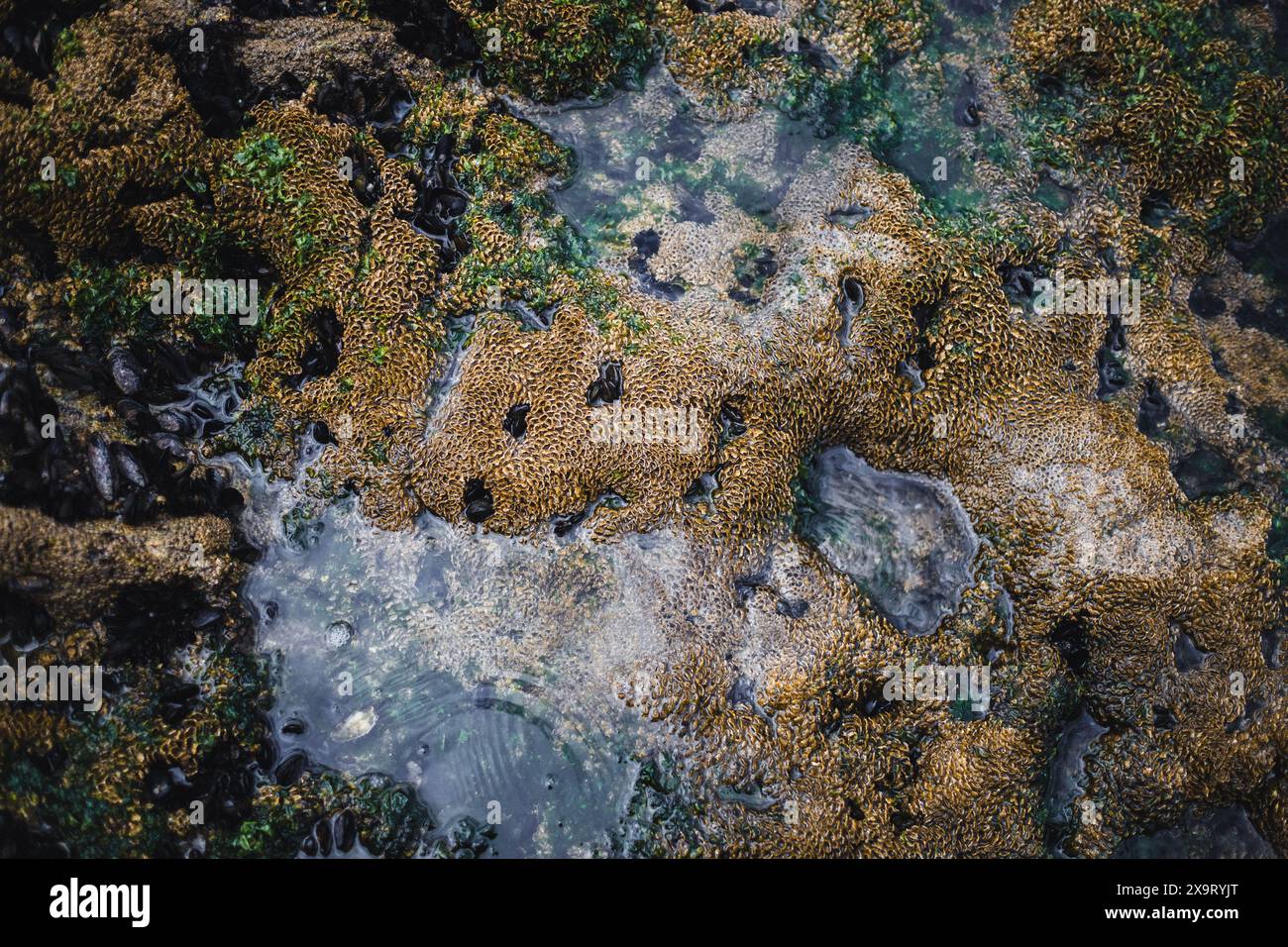 Natural formations and diverse seabed sediments with seaweed revealed ...