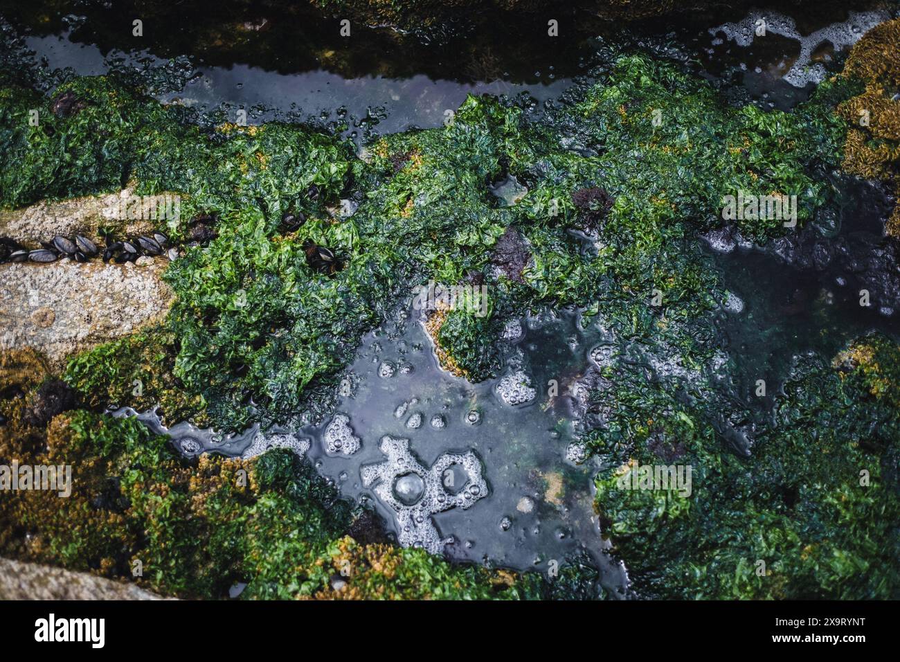 Natural formations and diverse seabed sediments with shells and seaweed ...