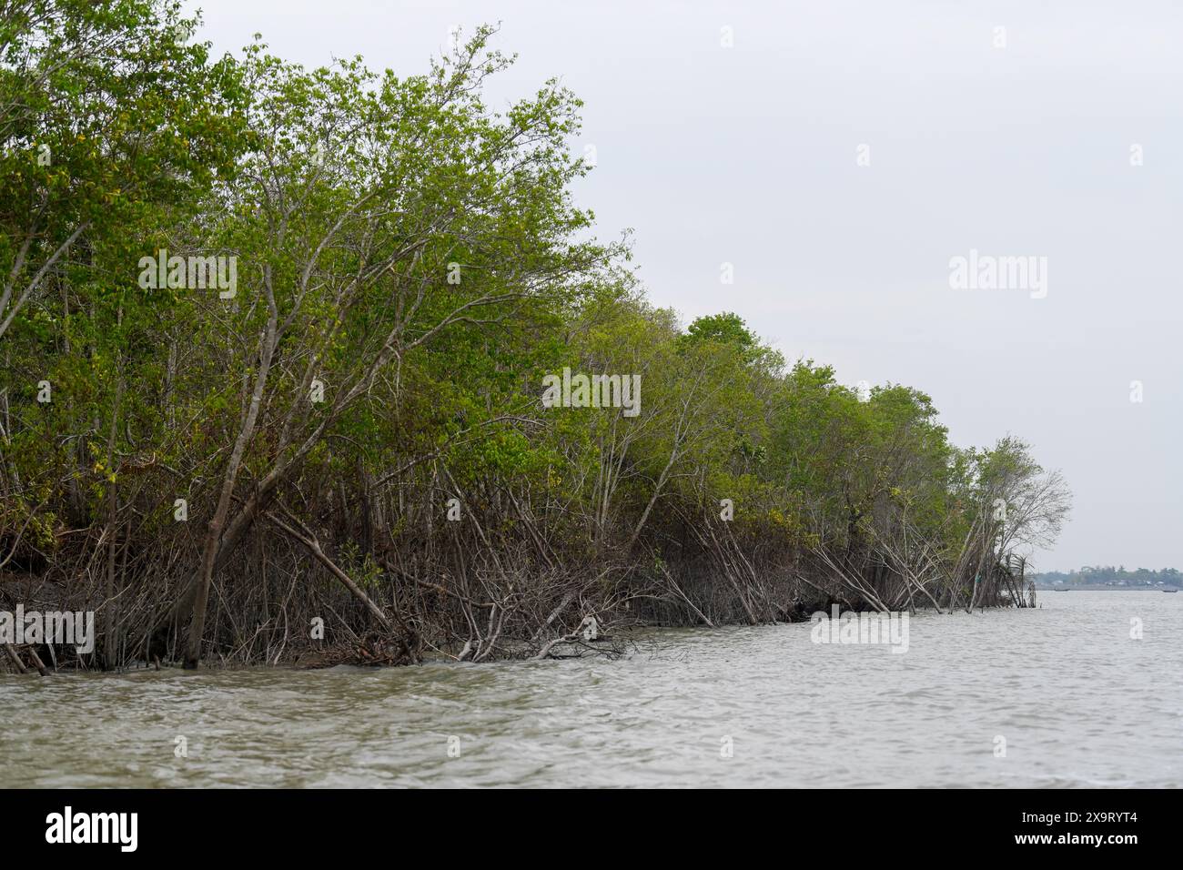 A deer is seen at the Karamjal Wildlife Breeding & tourism Center in ...