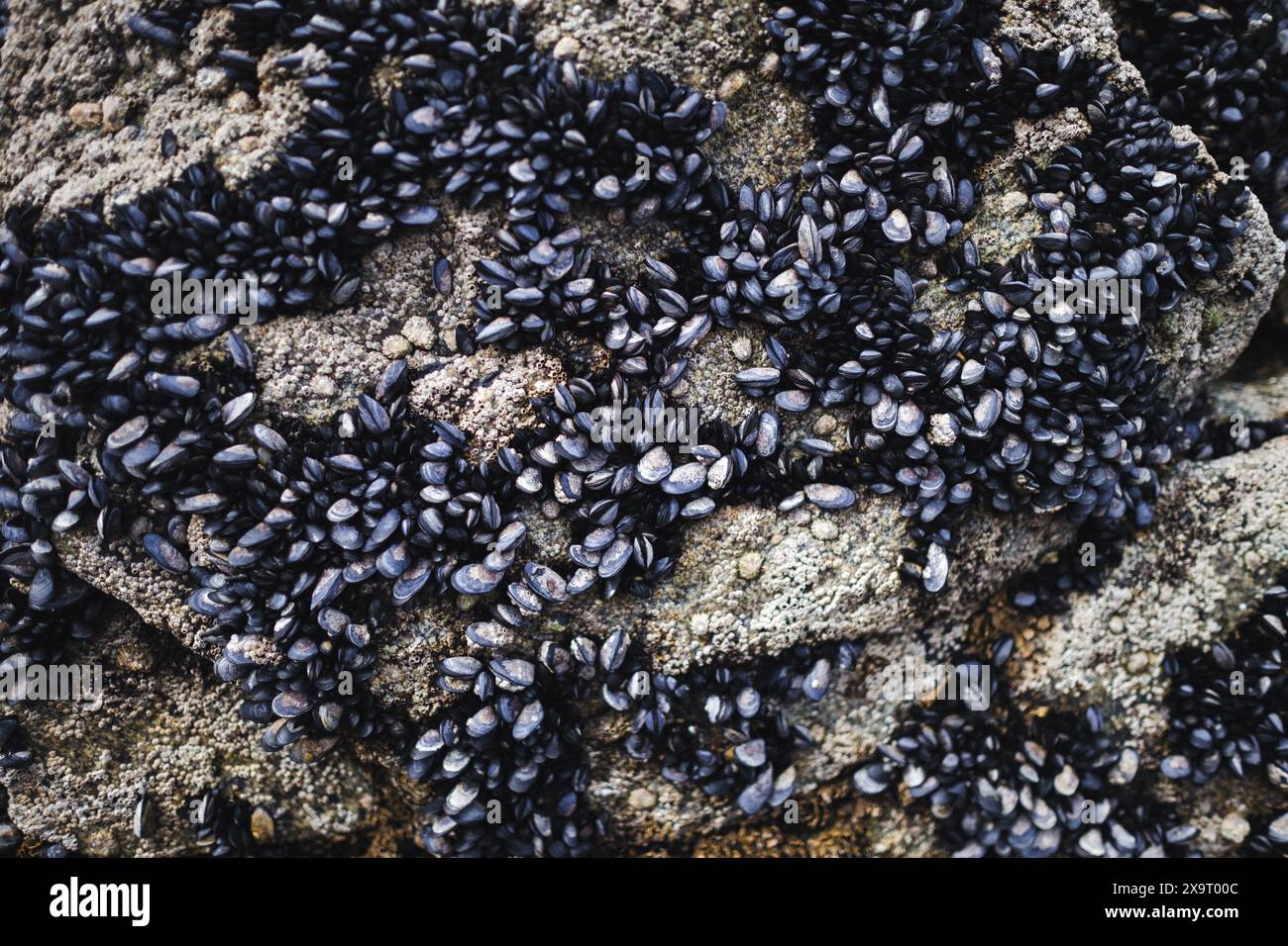 Natural formations and diverse seabed sediments with shells revealed ...