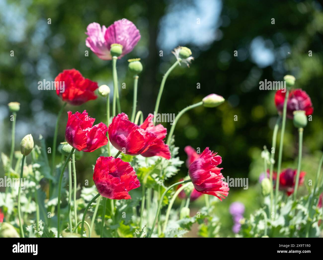 Stunning giant red poppy, growing amongst other wildflowers at Wisley ...