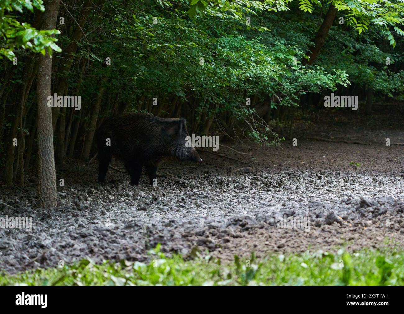 Young strong wild hog boar, a large specimen, in the forest rooting in ...