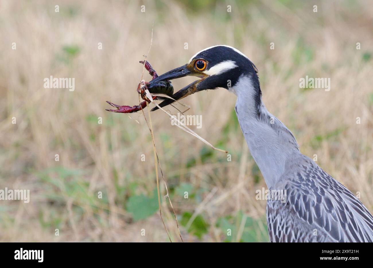 Yellow-crowned Night Heron (Nyctanassa violacea) eating Red Swamp ...