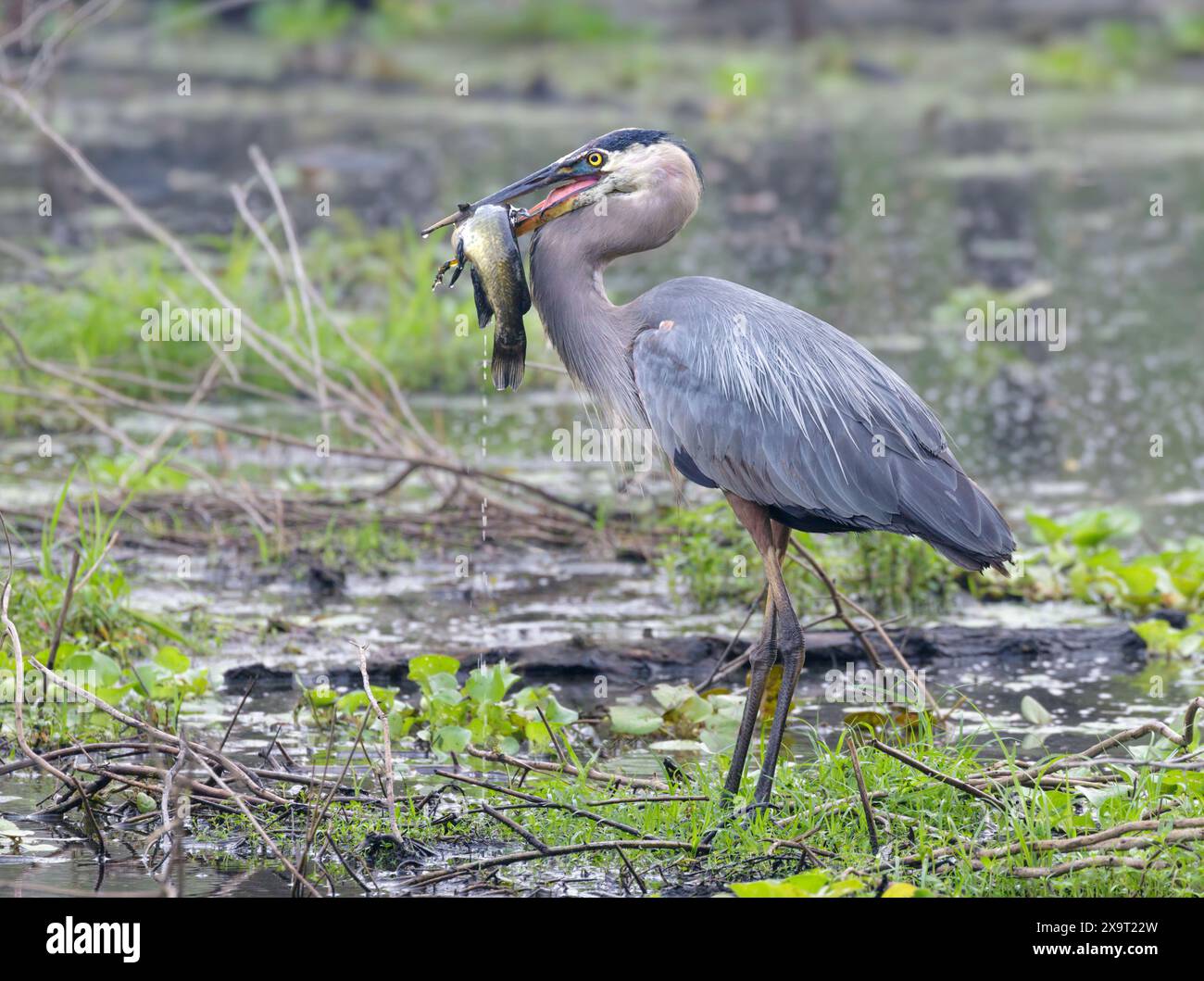 Blue catfish texas hi-res stock photography and images - Alamy