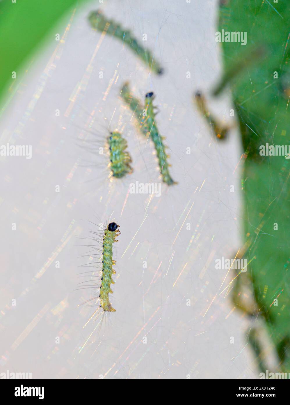 Web nest of fall webworms, caterpillars of the Fall Webworm Moth ...