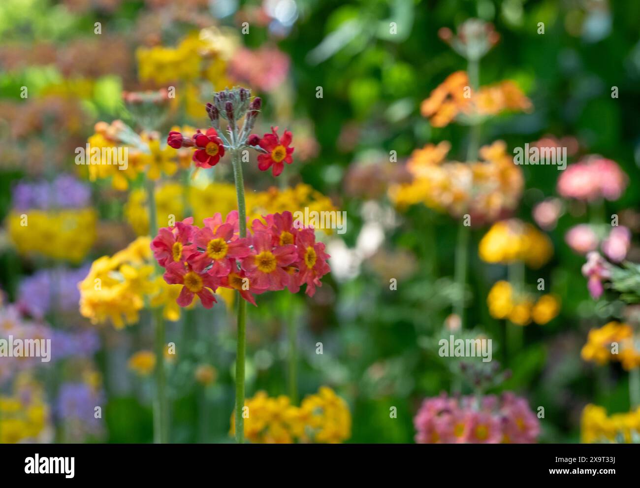 Cluster of stems of colourful candelabra primulas growing beside a ...