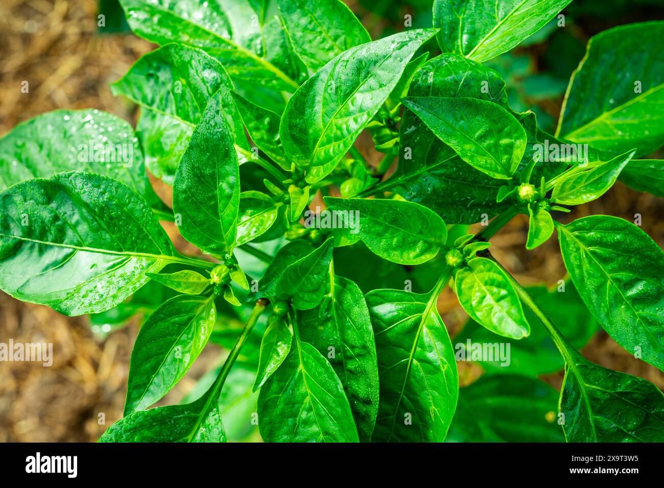 Green pepper plant close-up. View from above Stock Photo - Alamy