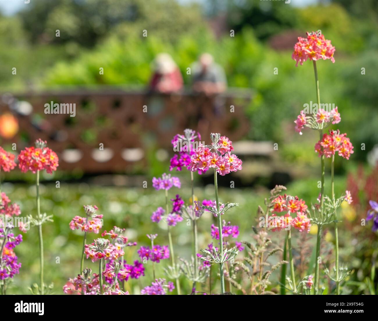 Cluster of stems of colourful candelabra primulas growing beside a ...