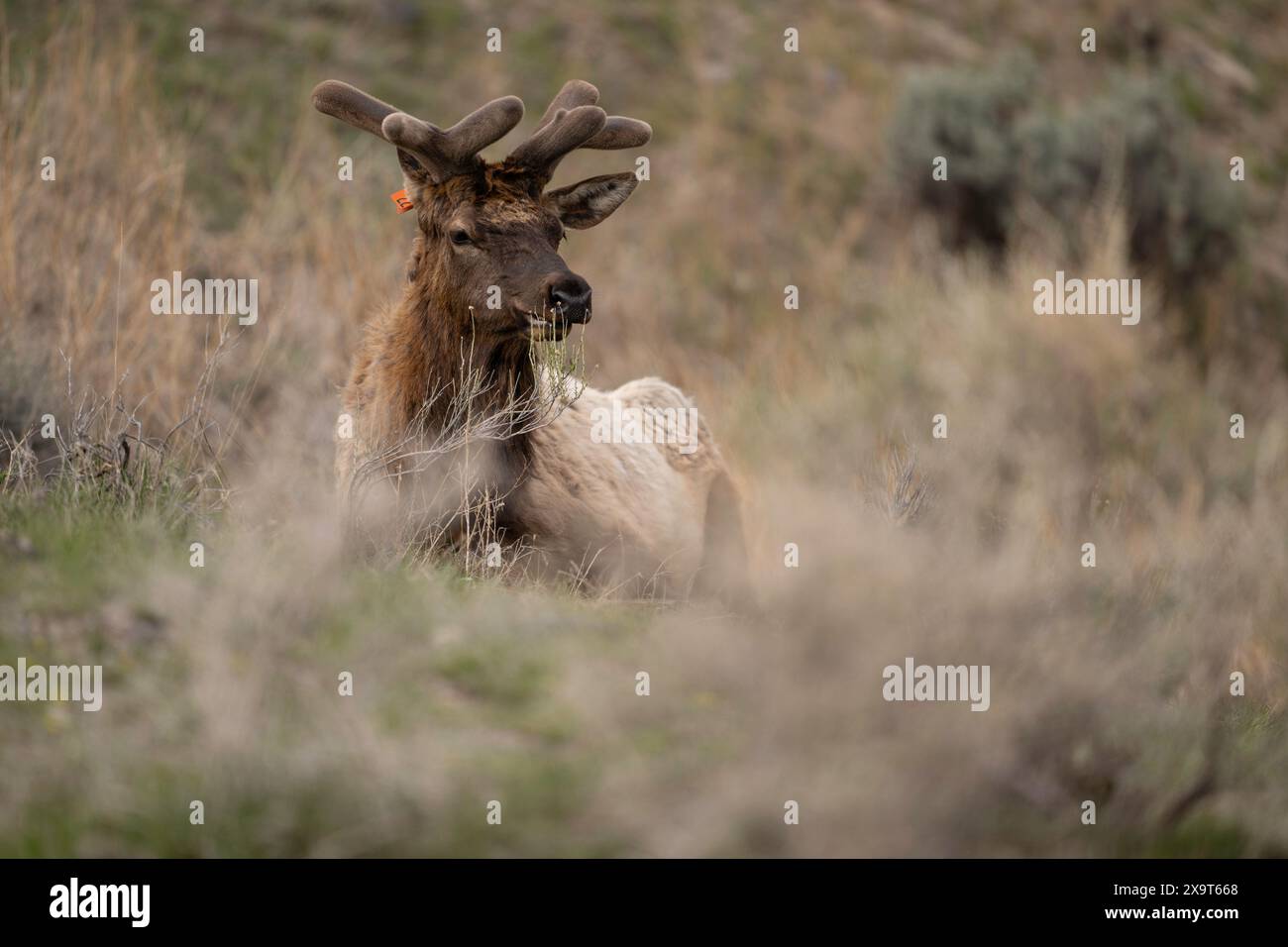 Bull elk growing antlers in the spring in Yellowstone National Park ...