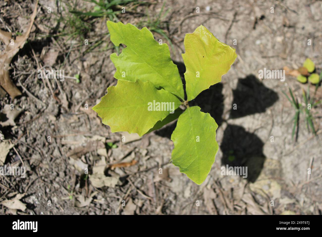 Bur oak tree seedling in sun at Camp Ground Woods in Des Plaines ...