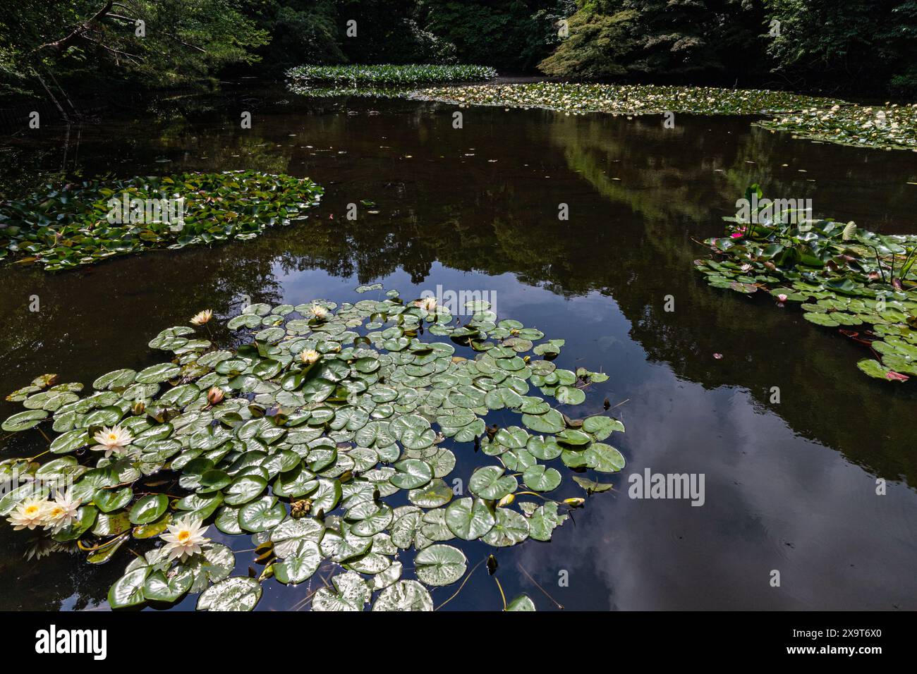 Meiji Jingu Inner Garden or Meiji Gyoen existed long before Meiji Shrine itself. Nan-Chi Pond ...