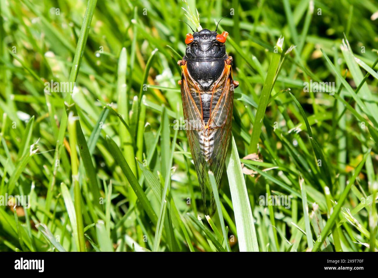 The 17-year cicada Brood XIII emerges in the suburb of Deerfield ...