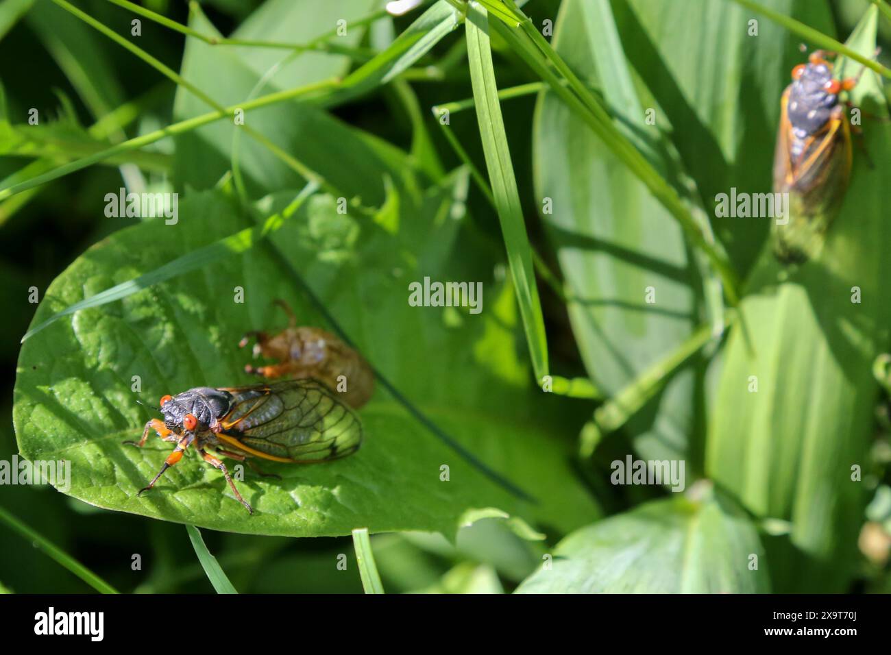 The 17-year cicada Brood XIII emerges in the suburb of Deerfield ...